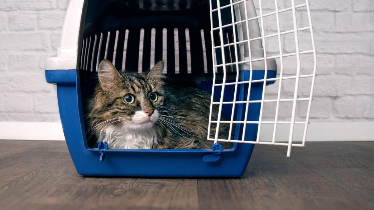 Consejos para escoger el guacal ideal para su mascota