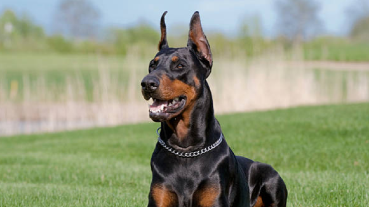 Razas de perros que sueltan poco pelo