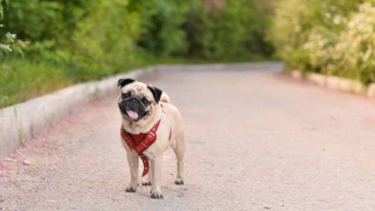 ¿Por qué los perros ‘pug’ tienen tantos problemas de salud?