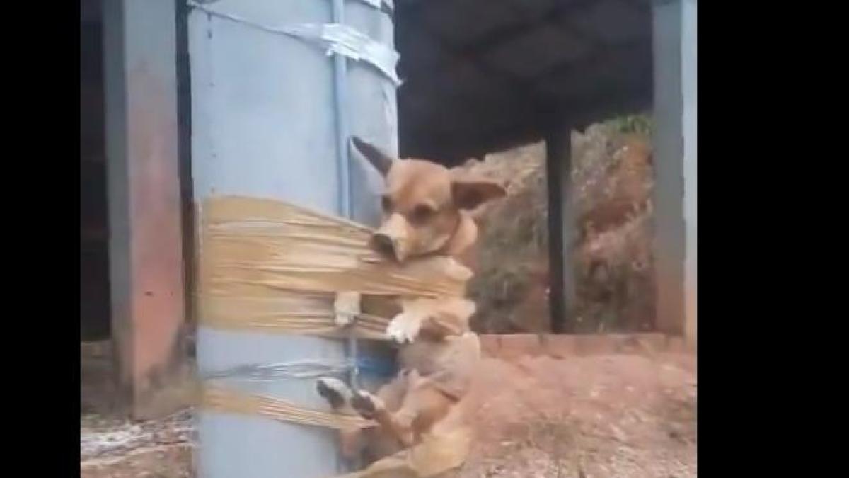 Barrancabermeja:perro fue colgado y amarrado a un poste de luz por ...