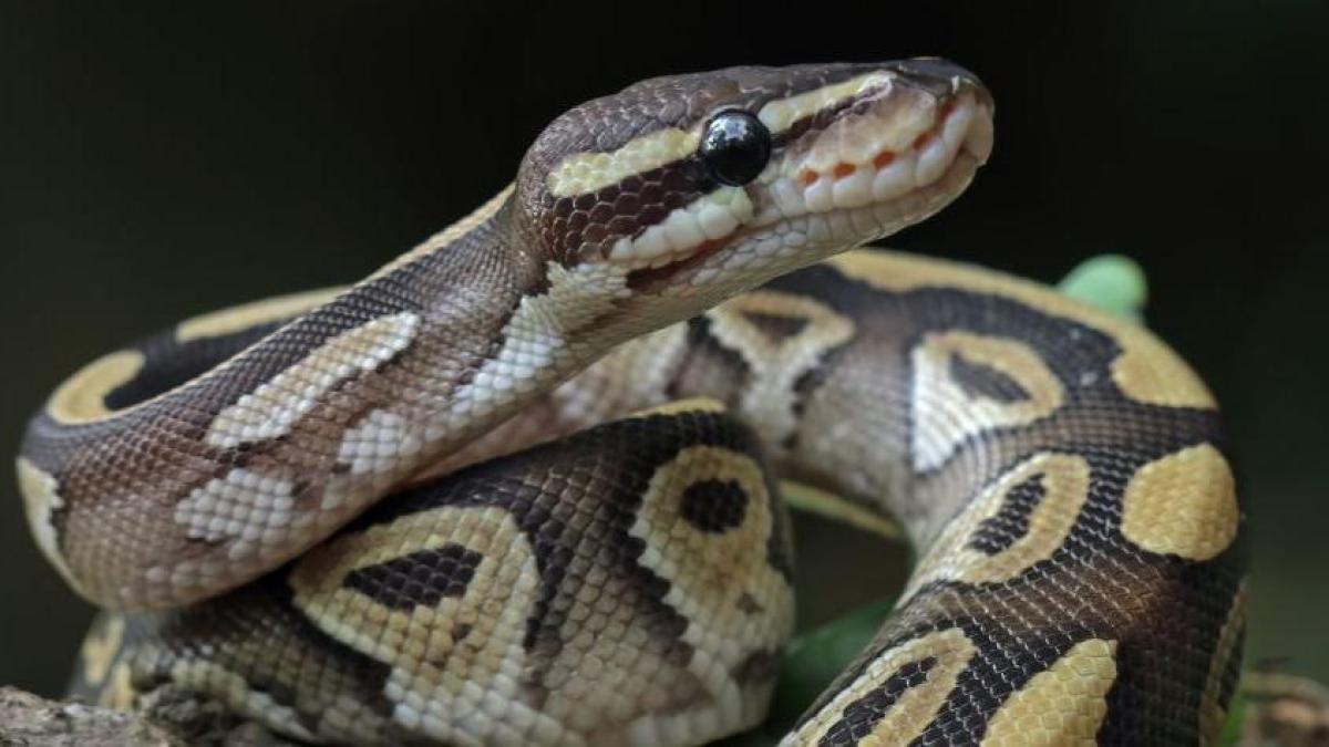 Carne de culebra pitón, una alternativa a la ganadería bovina: más ...