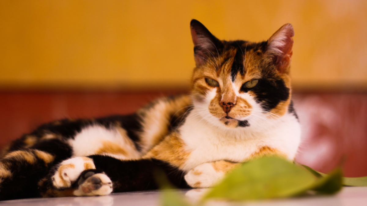 Gatos calicó: ¿por qué la mayoría de gatos de tres colores en su pelaje ...