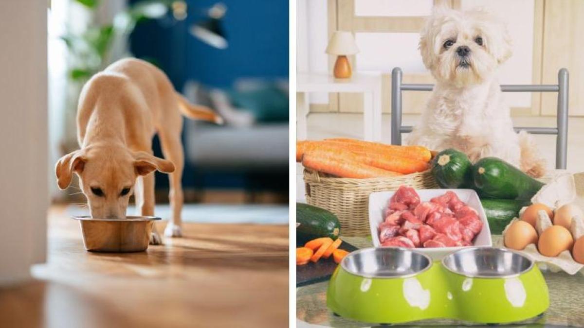 Alimentos naturales que son buenos para su perro o gato: huevo y zanahoria