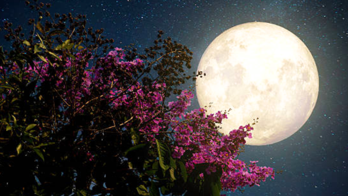 Luna de Flores 2024: ¿cómo ver el fenómeno astronómico de mayo?