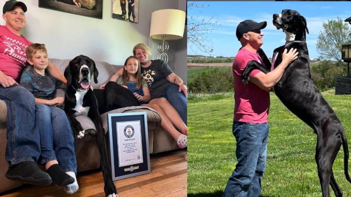 Kevin, el perro más alto del mundo, murió una semana después de romper ...