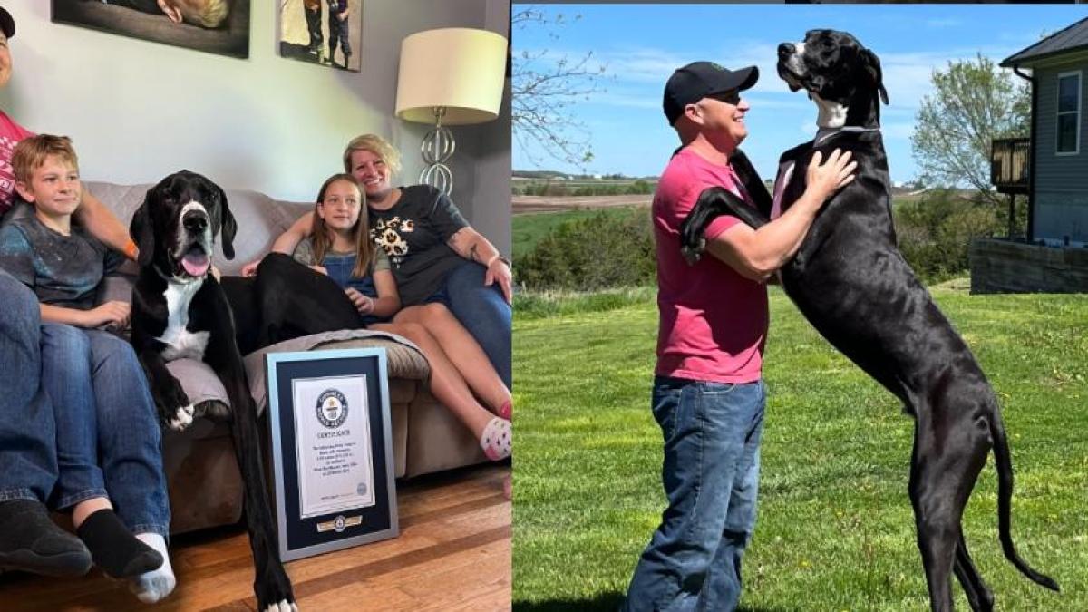 Él es Kevin, el perro más grande del mundo: pese a su inmenso tamaño es ...