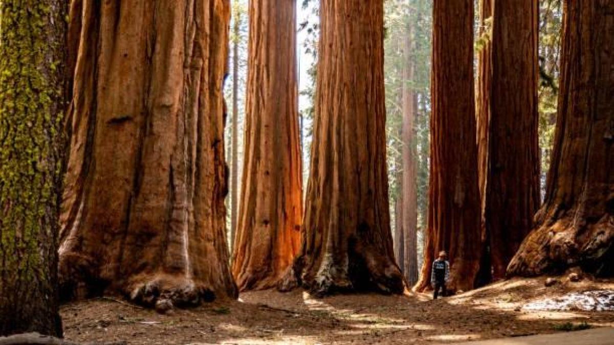 La guía ideal para ver secuoyas gigantes en California: el paso a paso
