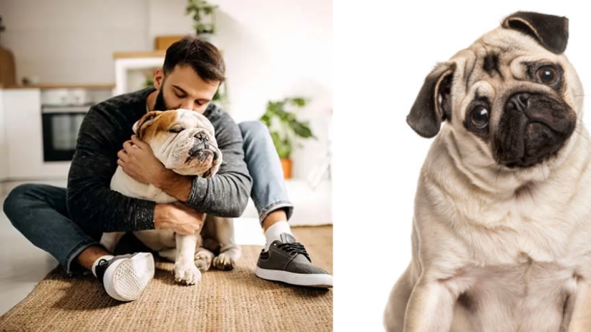 Los perros de hocico corto, como los bulldogs y pugs, son más propensos ...