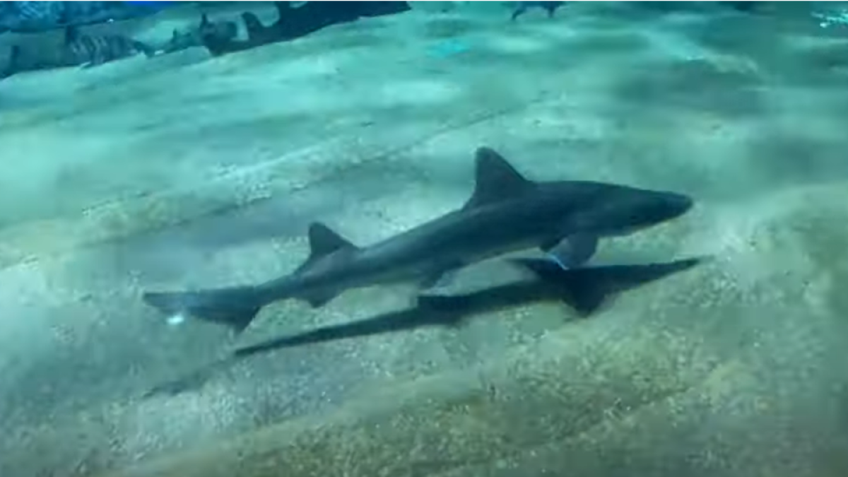 Descubren variedad de hembras de tiburones que tienen crías sin ...