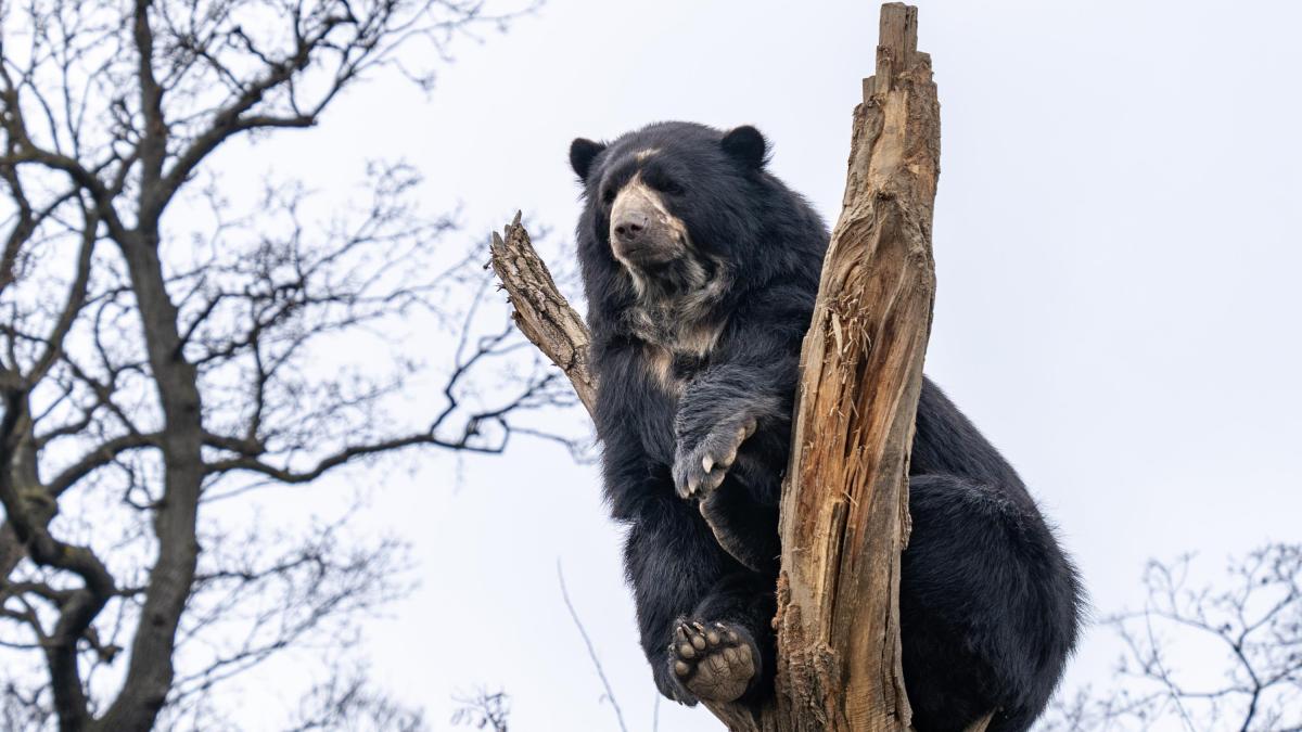 Revelan tierno video de cría de oso andino jugando entre frailejones en ...