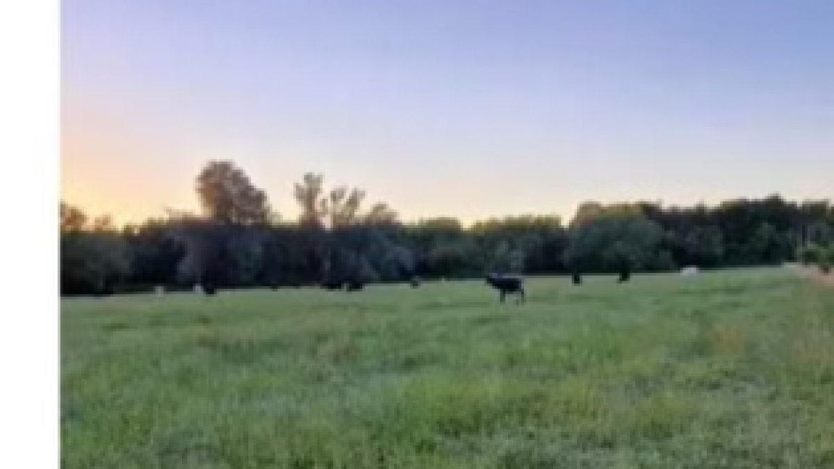Una mujer tomó una foto de una vaca y se la envió a su madre antes de ...