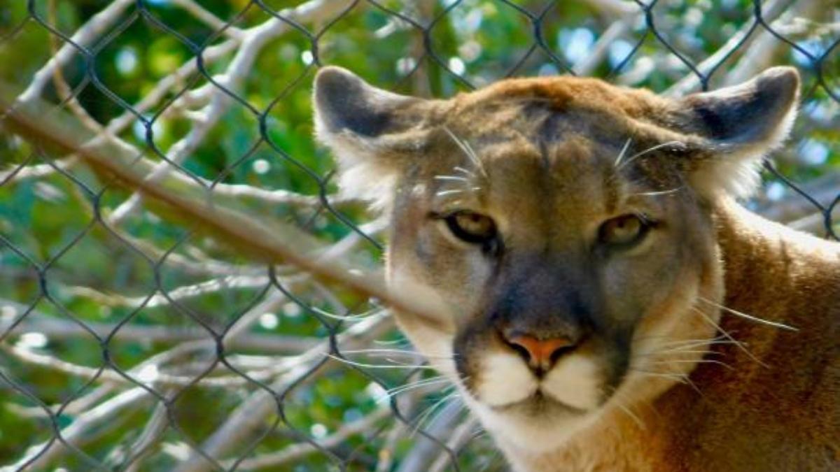 Puma es captado en esta zona de Estados Unidos y despertó las alertas