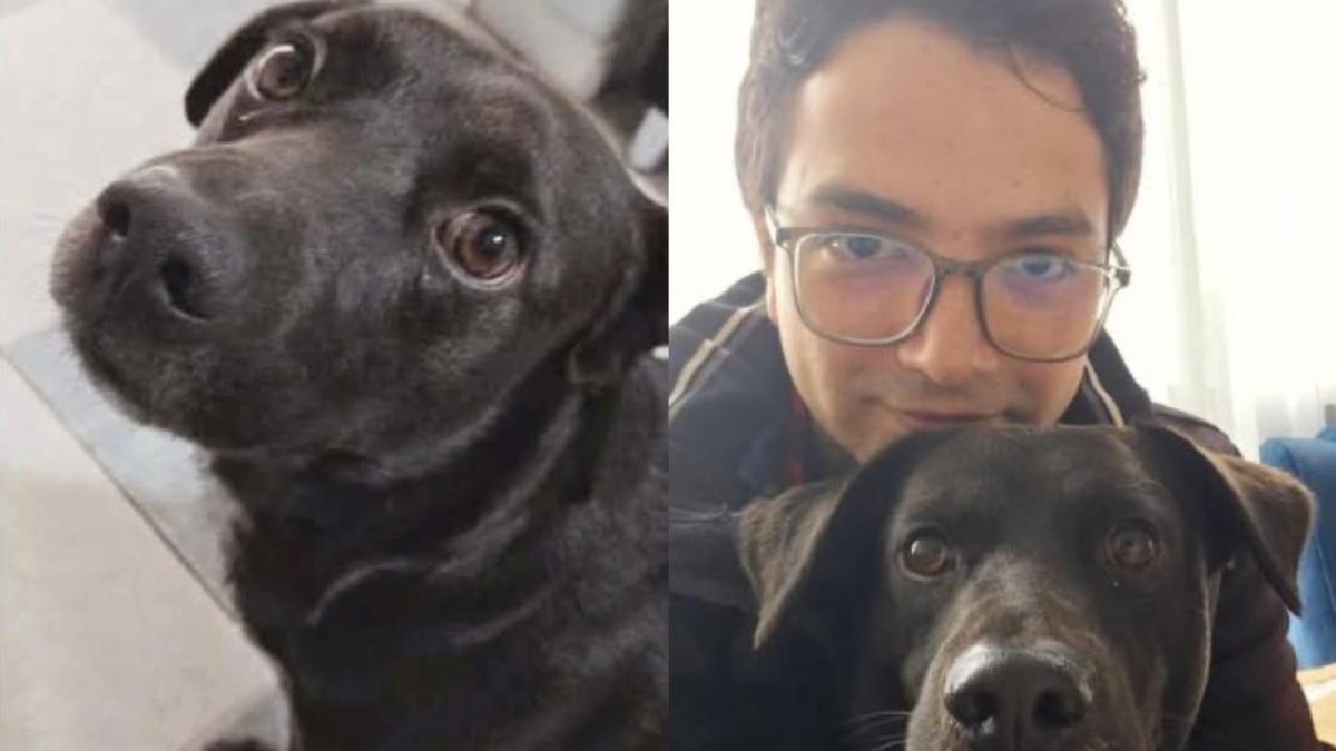 Alcaldía a responder ante Procuraduría por eutanasia de Cosmo, el perro ...