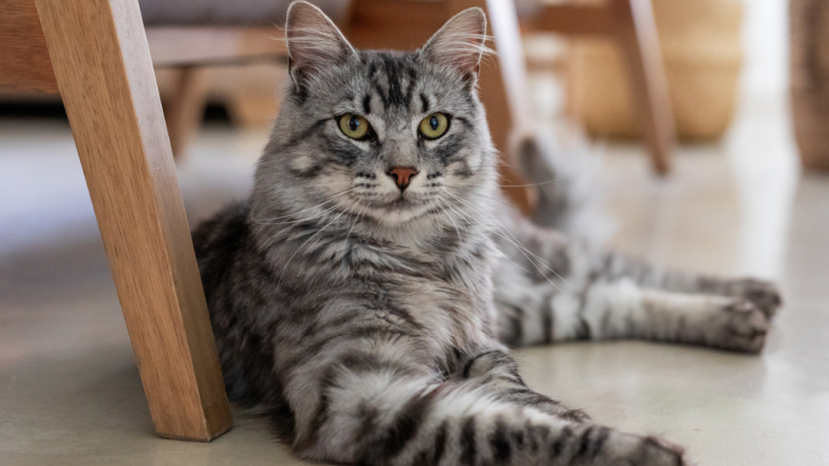 ¿Qué significa que un gato no reciba a su dueño cuando llega a la casa?