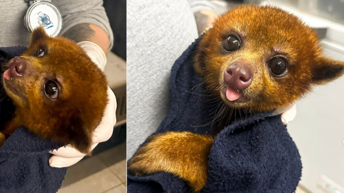 Perro de monte rescatado en Antioquia tiene enfermedad ósea por ...