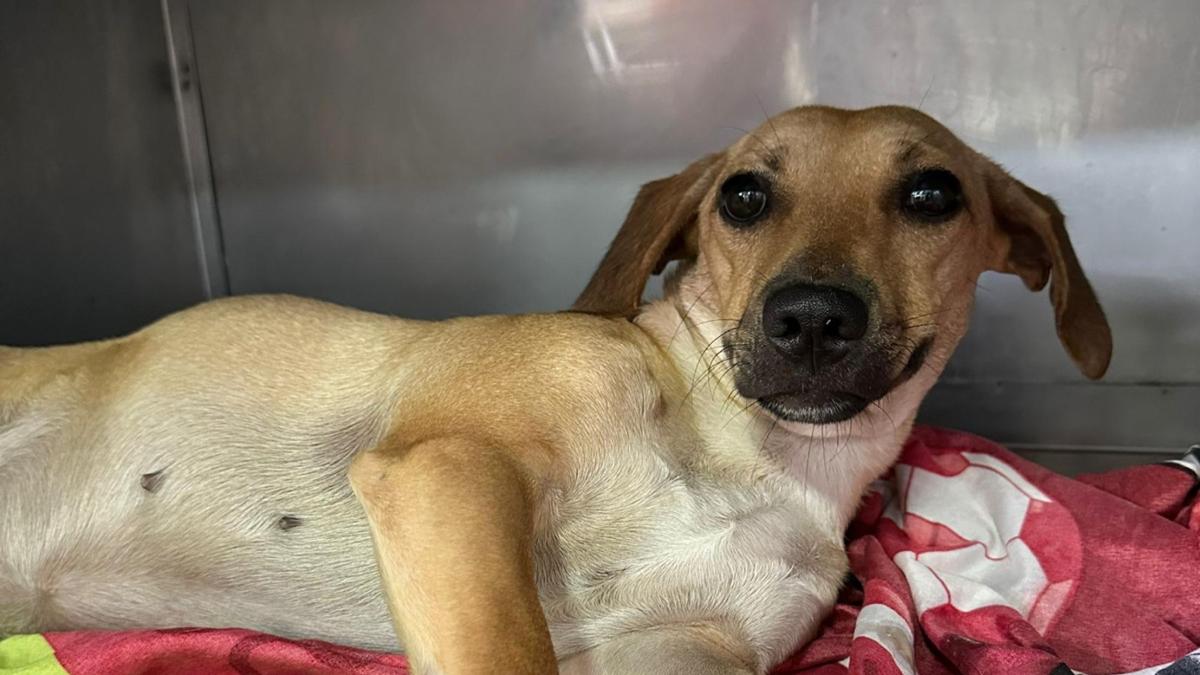 Así se encuentra Galatea, la perrita que fue lanzada desde el quinto ...