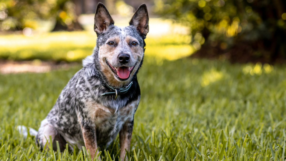 La historia detrás de ‘Bluey’, el perro que sorprendió a la ciencia y ...