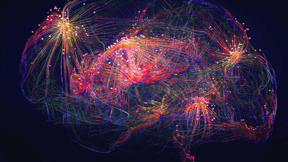 Científicos revelan que las neuronas crean mapas sofisticados en el ...