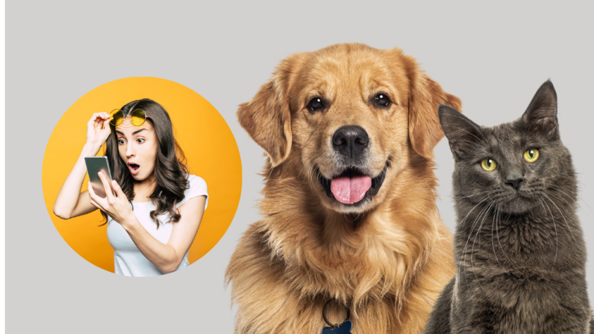 ¿La administración del conjunto puede prohibir el ingreso de mascotas al edificio? Esto dicen ...