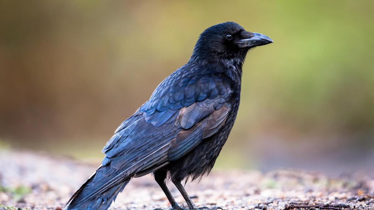 Científicos descubren que los cuervos tienen una habilidad que se creía ...