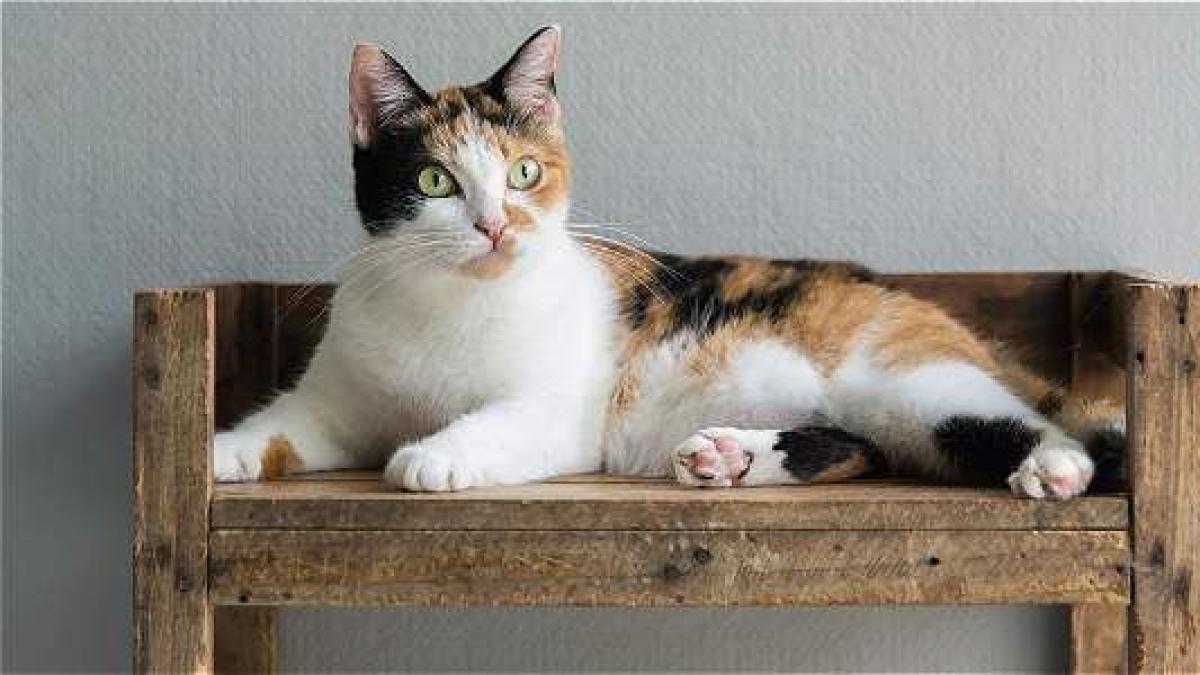 Características de los gatos calicó