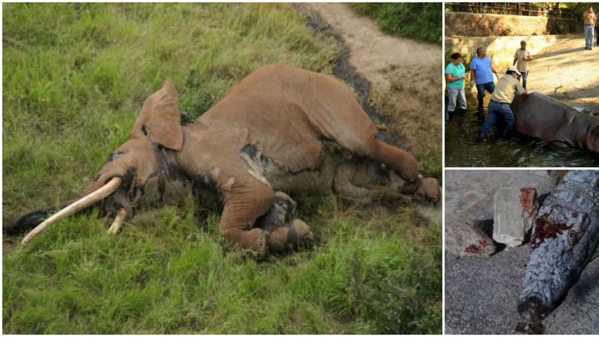elefante-satao-ii-e-hipopotamo-gustavito-son-asesinados