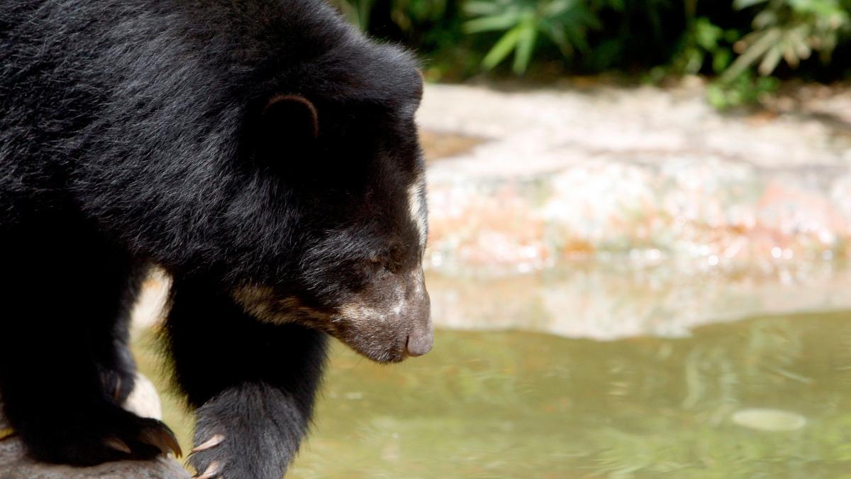 Cómo se comunican los osos