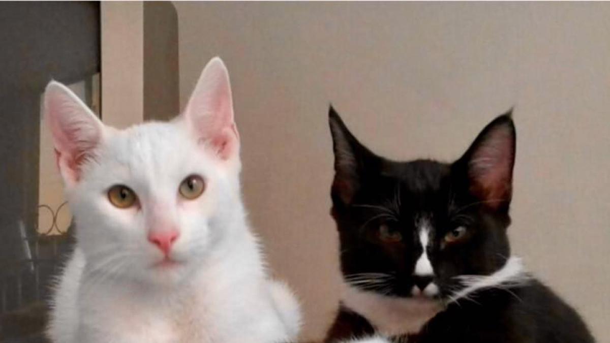 Gatos: así ven estos felinos a los humanos