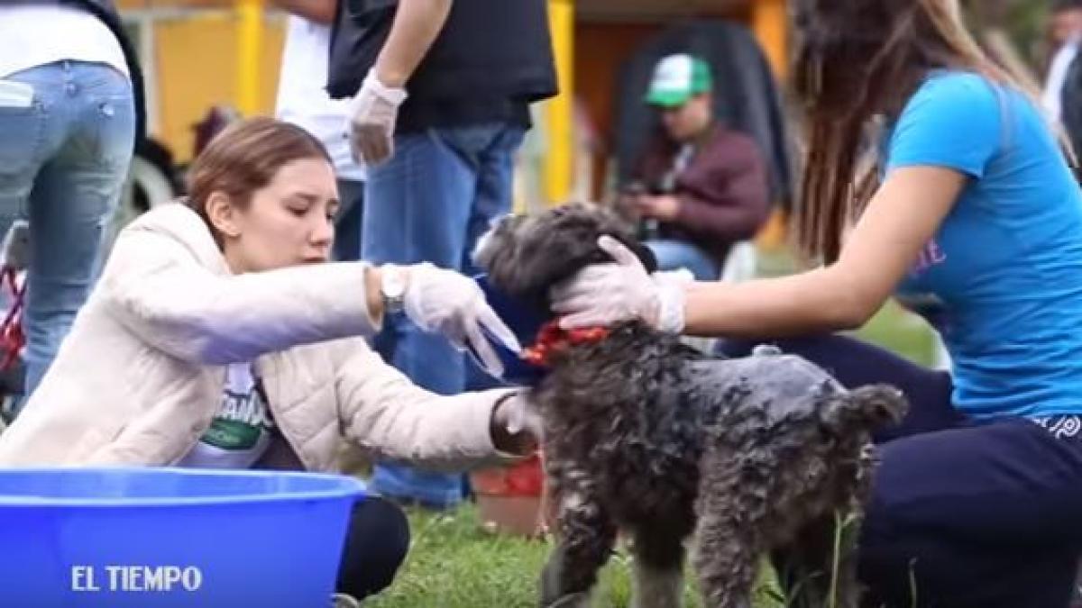 Sobre video viral: no recoger el popó del perro puede salir caro