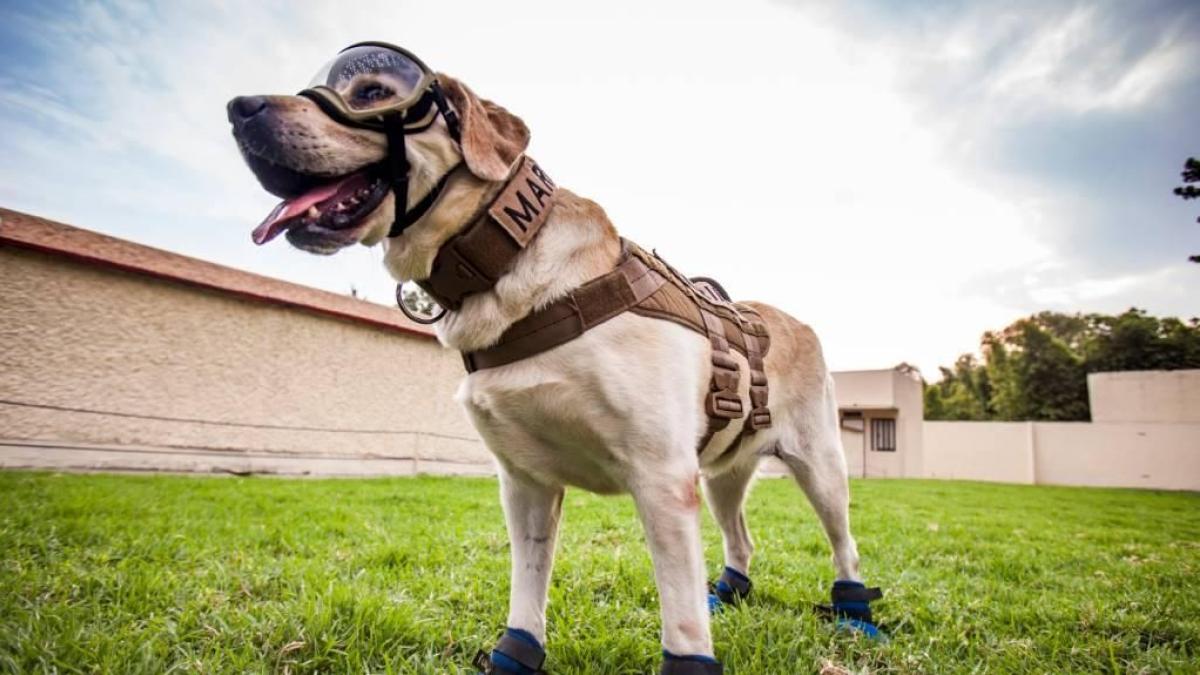 Cerveza Frida Marina en homenaje a perra rescatista en México