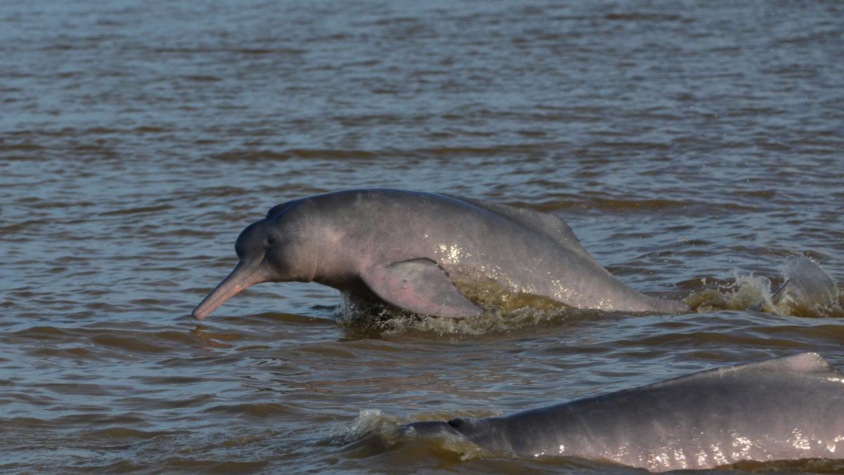 Científicos estudian la biodiversidad del fecundo río Arauca