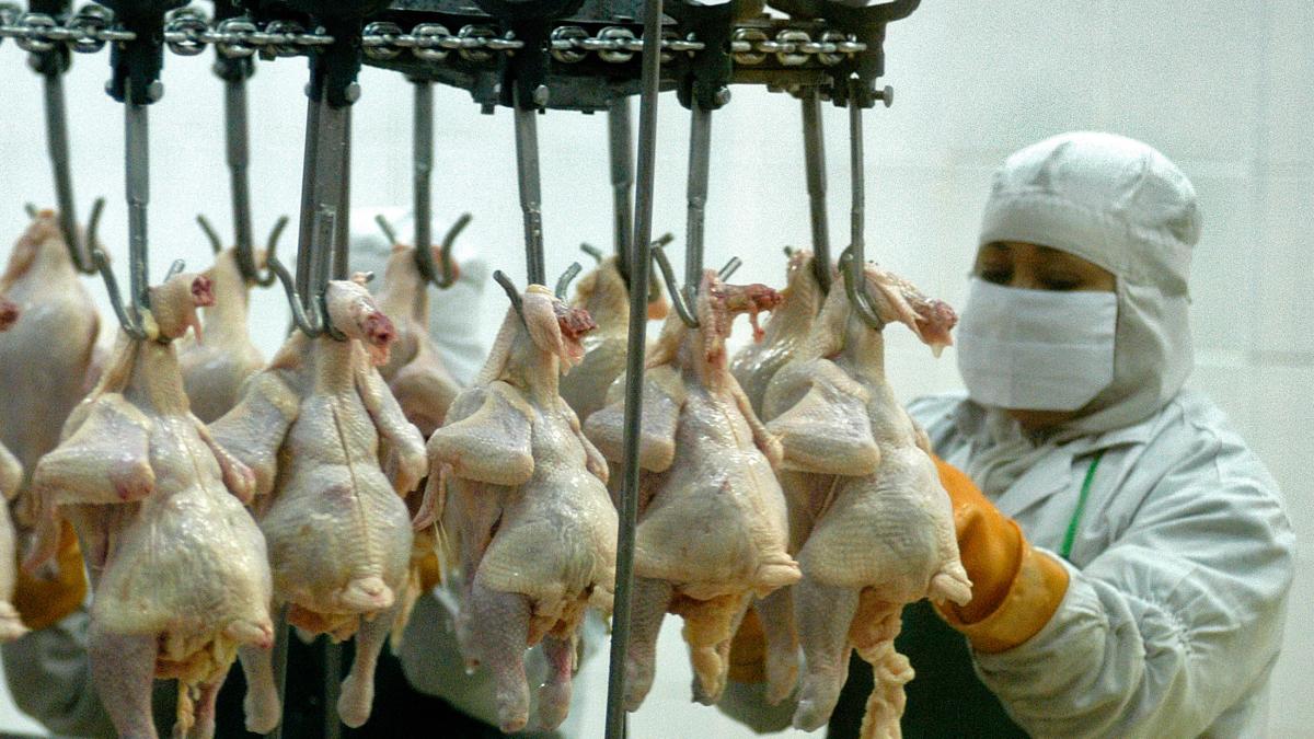 Pollos con Newcastle no representan riesgo para consumo humano