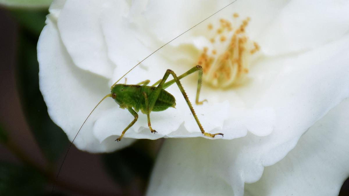 Especies de insectos que hay en Bogotá, según Jardín Botánico de Bogotá