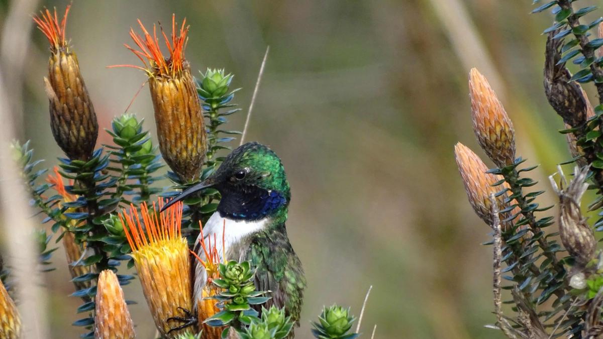 Encuentran nueva especie de colibrí en páramos de Ecuador