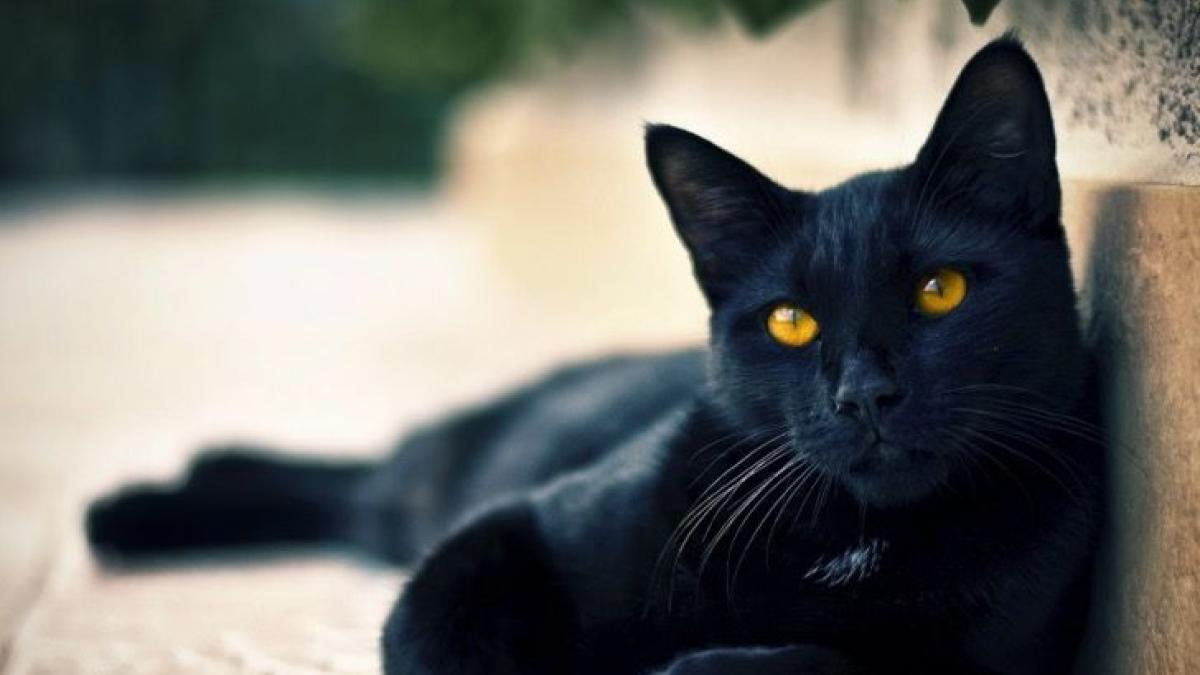 Coronavirus hoy: primer caso de gato con covid-19 en España