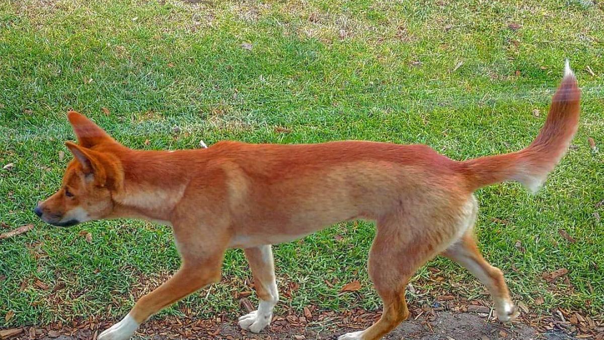 Un estudio afirma que el dingo es una especie única en Australia