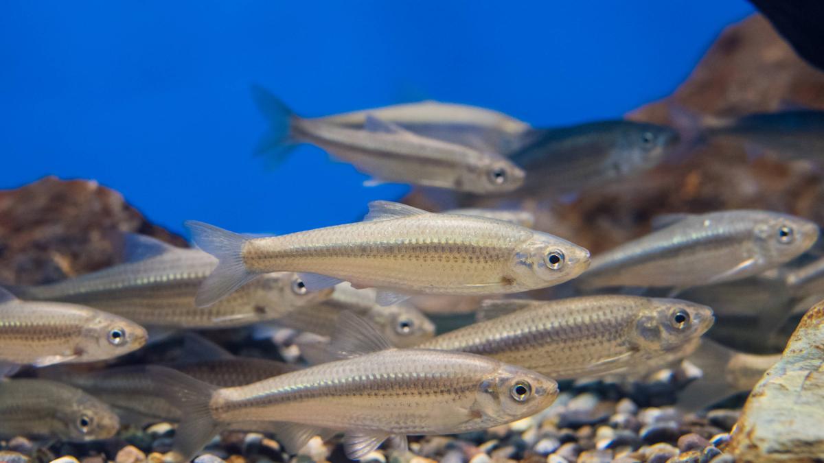 Colombia tiene el 68 % de los peces de agua dulce en el bioma amazónico