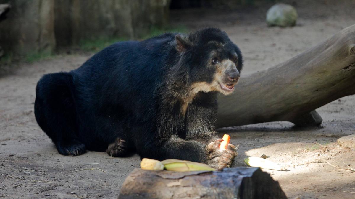 Ordenan a zoológico entregar historia clínica del oso Chucho