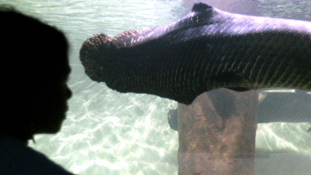 Pirarucu: pez resiste mordeduras de pirañas por sus escamas