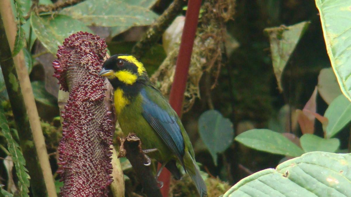 ¿Qué hay detrás de la evolución de la belleza de las aves?