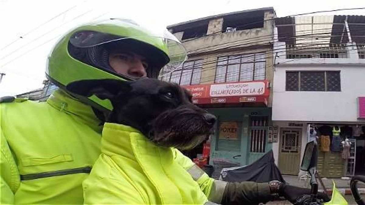 Perro Ñero de la Policía murió en Barranquilla