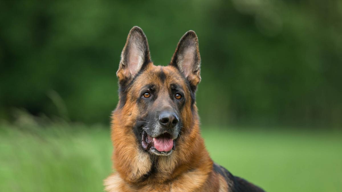 ¿Cómo saber si un pastor alemán tiene displasia?