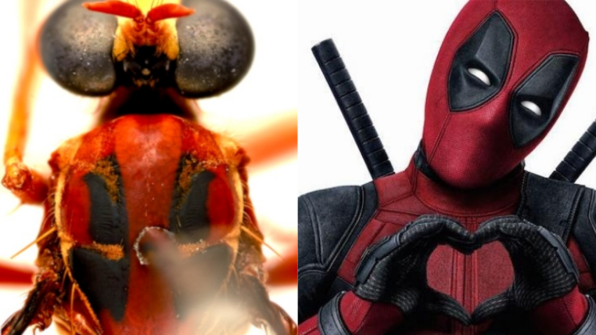 Insectos en Australia son nombrados como superhéroes de Marvel