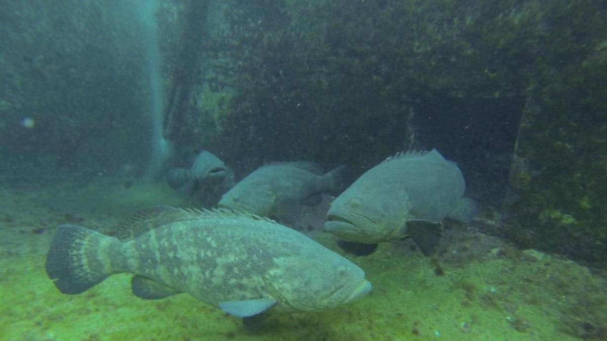 Científicos en Cartagena producen pez mero guasa en laboratorio