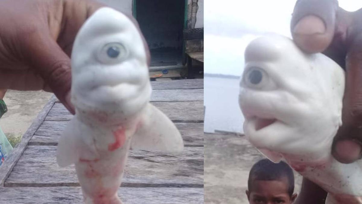 Animales: Capturan a tiburón bebé albino y cíclope en Indonesia |Fotos
