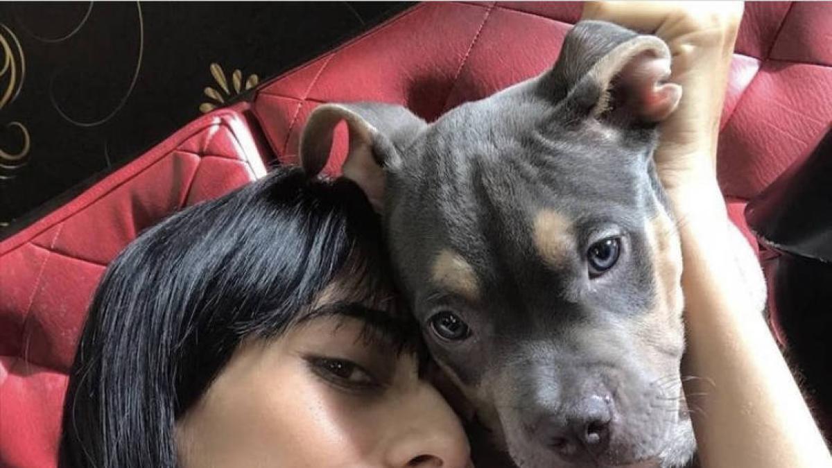 Testimonio de la dueña de Homero, el perro que murió en un avión de Easyfly