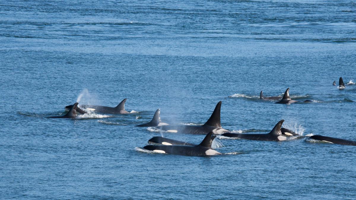 Manada de orcas se cruza con barco pesquero y sorprende a ocupantes