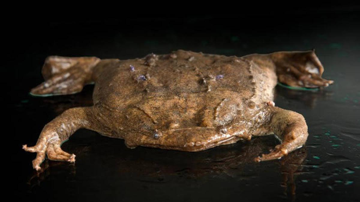 Los 5 animales más raros del mundo, según National Geographic