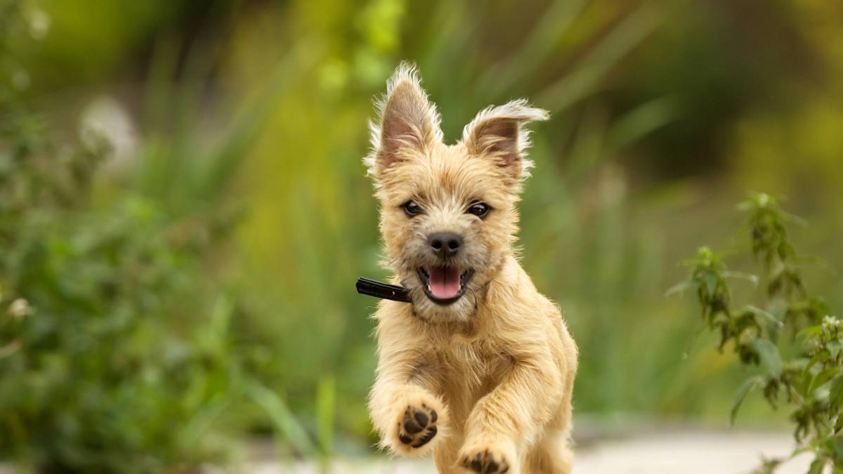 Día del perro: ideas y actividades para celebrarlo al máximo con su ...