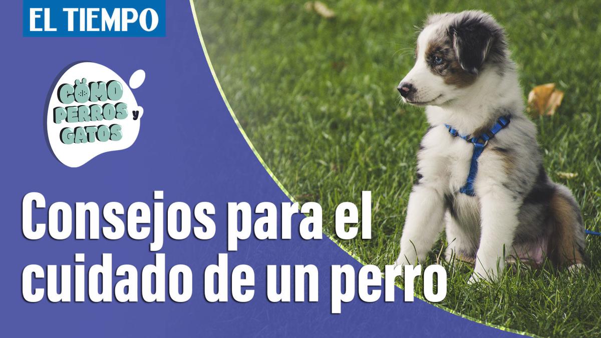 Recomendaciones para el cuidado de un perro